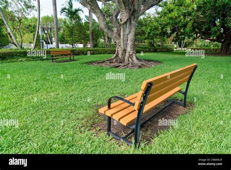 Two Wooden Bench On A Grass Field Under The Tree At Miami Florida