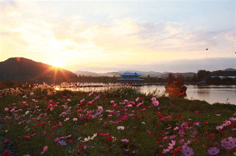 코스모스의 화사한 분홍 빛이 어우러진 노을 풍경이 아름다운 공주 고마나루의 가을 경치 아름다운 한국