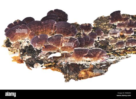 The Underside Of The Saprophytic Fungus Trichaptum Abietinum Stock