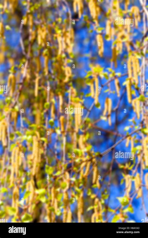 Trees In The Spring Stock Photo Alamy