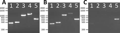 Diagnostic Primer Development Strategy For Apicomplexan Parasites In Download Scientific