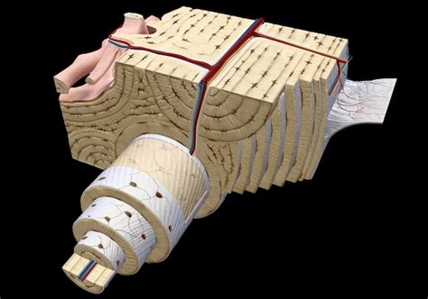 Premium Photo This Structure Which Is Formed By Cylindrical Units In The Bone Is Called The