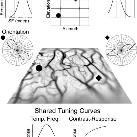 The Spatiotemporal Filtering Model Each Location On The Surface Of V1