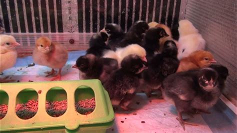 Куры несушки молодки цыплята Youtube