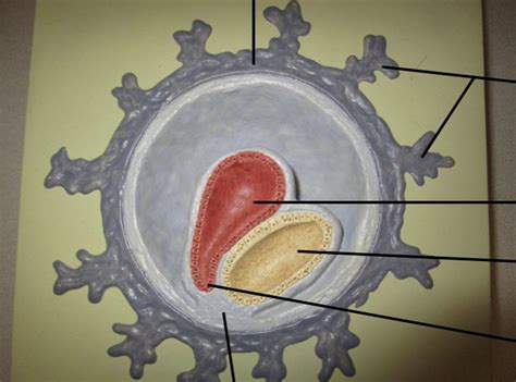 12 Part Cell To Embryo Model 2 Diagram Quizlet