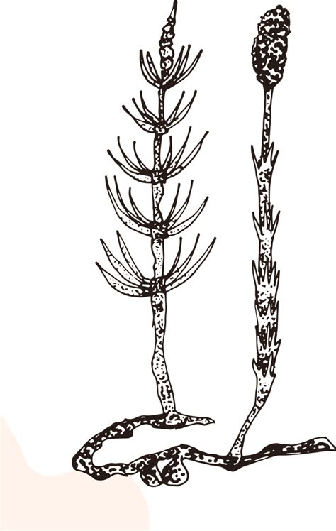 Біологія 7 клас НУШ Практична робота Порівняння будови різних представників вищих спорових рослин