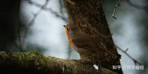 碎片时间学编程「332 :如何从 Javascript 对象中删除属性? 知乎 碎片时间学编程「332 :如何从 Javascript 对象中删除属性? 知乎