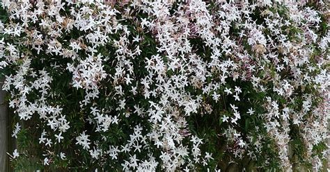 Read 52 Books In 52 Weeks Bw34 The First Jasmines