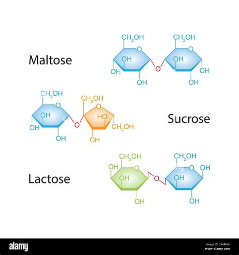 Chemical Illustration Of Disaccharides Maltose Sucrose And Lactose