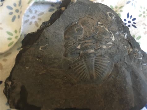 Trilobite I Found On The Shores Of Georgian Bay R Fossilid