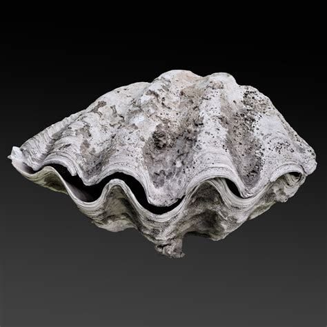 Valuable And Large Mussel Fossil With Mother Of Pearl Shell Preservation Fossilised Shell