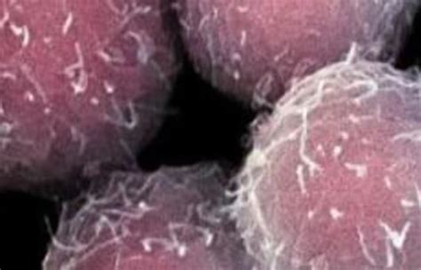 Ipsc Reprogramming Protocol Using Sendai Virus Mediated Gene Transfer