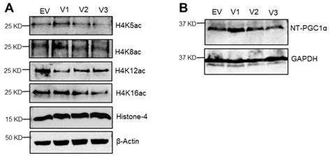 The Role Of Sirtuin 1 Isoforms In Regulating Mitochondrial Function Pmc