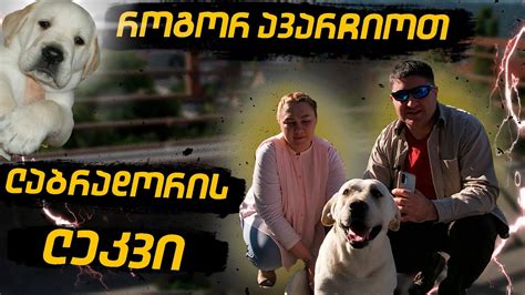 ლაბრადორი როგორ ავარჩიოთ ლაბრადორის ლეკვი Labrador Jasper Youtube