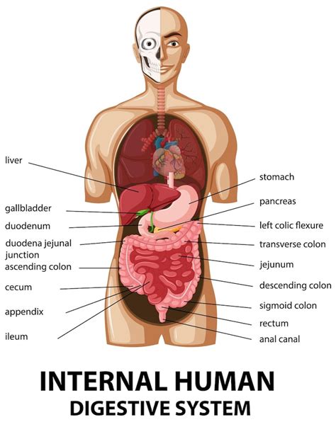 Label Parts Of The Digestive System Labelled Diagram Images And