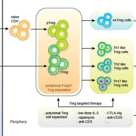 Treg Cells In Autoimmunity From Identification To Treg Based Therapies Request Pdf