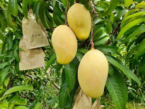 Tjc Mango Sri Lankan Yellow Mango Lk Trading Lanka Private Limited