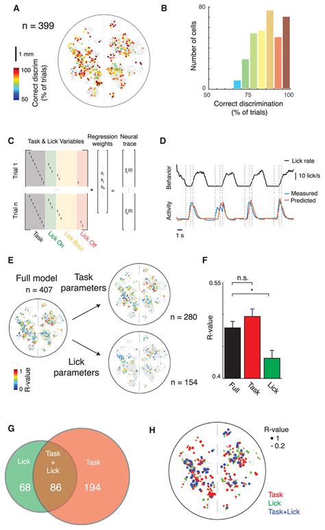 Widespread Single Trial Encoding Of Behavioral Choice Throughout