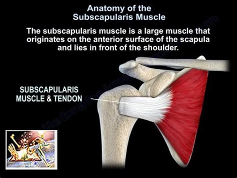 Subscapularis Muscle Origin Function Yleav