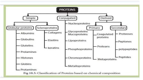 Protein Classificationpptx