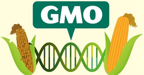 Genetically Modified Organisms Gmos Applications Advantages
