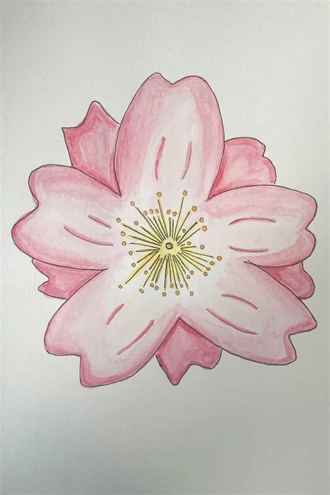 Discover How To Draw Cherry Blossom In A Few Easy Steps Picture Box Blue