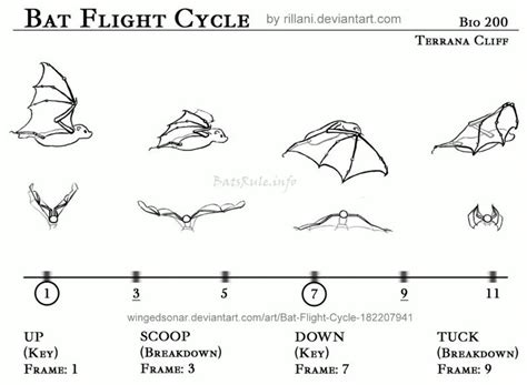 Info On Bats Bat Flight Cycle