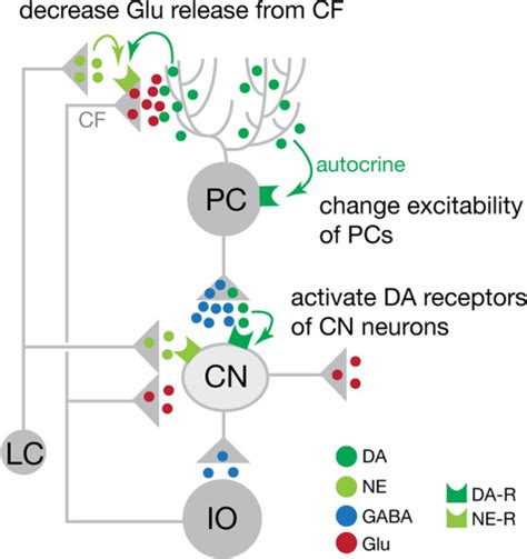 Catecholamine Signaling That Modulates Cerebellar Operations In Cognition Abstract Europe PMC