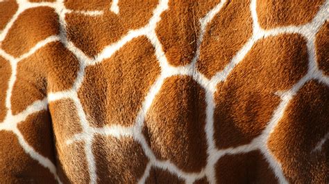 Giraffe Skin 2 Wallpaper Photography Wallpapers 38259