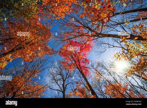Maple Tree Autumn Tree Canopy Maple Trees Fall Tree Canopies Stock