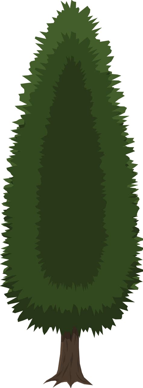 Cypress Tree With Trunk 35858069 Png