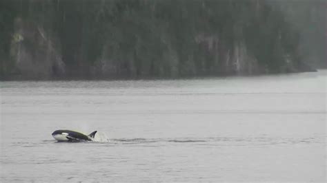 Orca Cam Live Streaming Video Of Wild Orcas