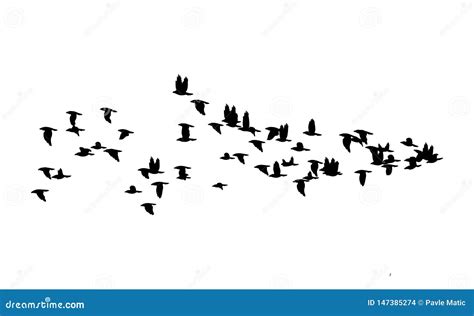 Rebanho Da Silhueta Dos P Ssaros Isolado No Fundo Branco Ilustra O Do Vetor Ilustra O De