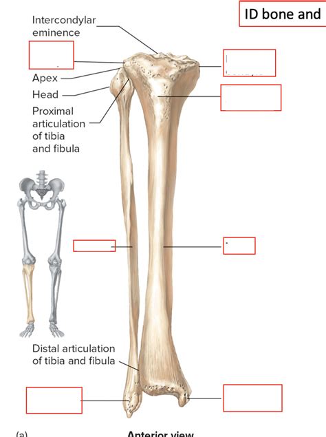 Tibia And Fibula Diagram Quizlet