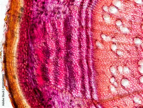 Rose Of Sharon Stem Transversal Section Under The Microscope Optical Microscope X100