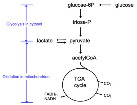 Week 8 Carbohydrate Metabolism 2 Pyruvate Dehydrogenase And The Tca Cycle Flashcards Quizlet