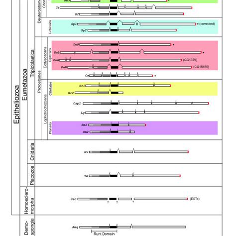 Schematic Structure Of Runx Genes From The Major Metazoan Clades Scale Download Scientific