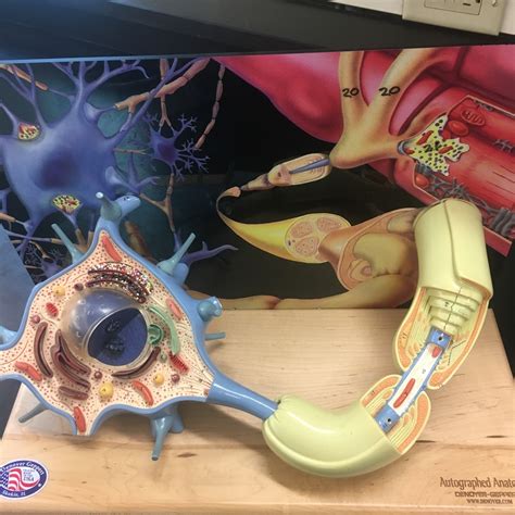Neuron Model Diagram Quizlet