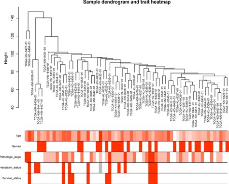 clustering dendrogram of 66 tumor samples and heatmaps of clinical