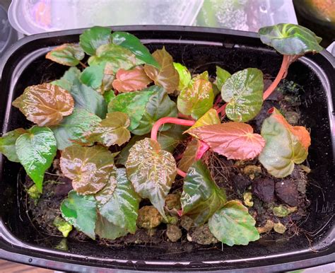 Plant Propagation Boxes Tips Tricks And How To