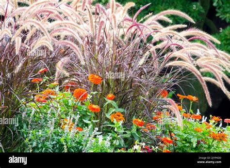 Rose Fountain Grass Pennisetum Setaceum Rubrum Garden Grasses