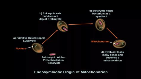 Mitochondria Introduction Function And Structure Pptx Biological Sciences Science