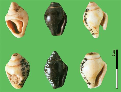 Characteristic Marine Shells At European Mesolithic Sites Columbella