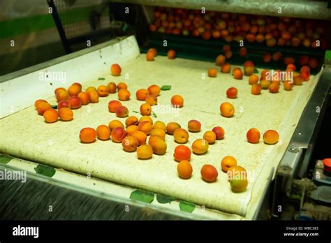 Production Facilities Of Grading And Packing Of Harvest Of Apricots On Agricultural Farm Stock