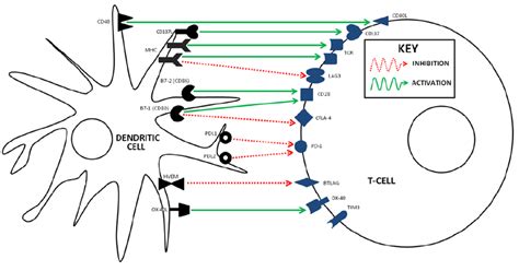 Dendritic Cell And T Cell Interaction Download Scientific Diagram