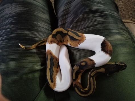 My Handsome Piebald Ball Python His Name Is Hades Scrolller