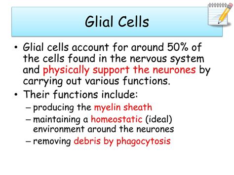 Ppt Neurones Structure Function And Glial Cells Powerpoint