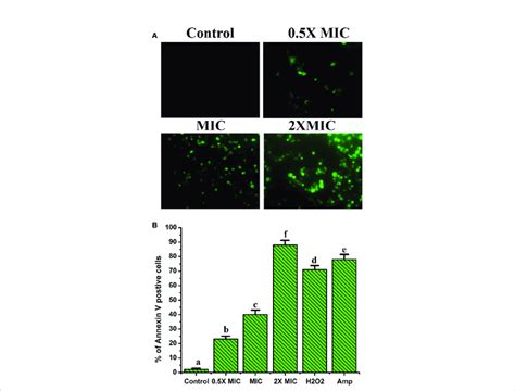 Annexin V And Pi Staining Of C Albicans After Eecs Treatment A