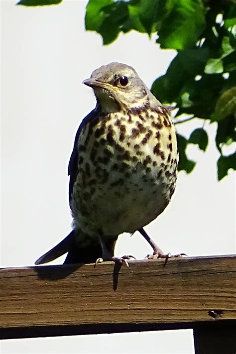 Mistle Thrush Turdus Viscivorus