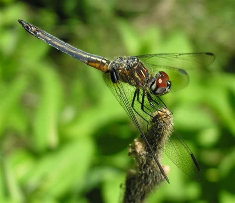 Blog Blog Archive Dragonflies